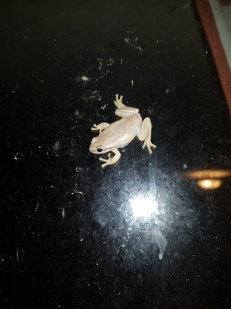 Desert Tree Frog from Booie QLD 4610, Australia on April 6, 2021 at 09: ...