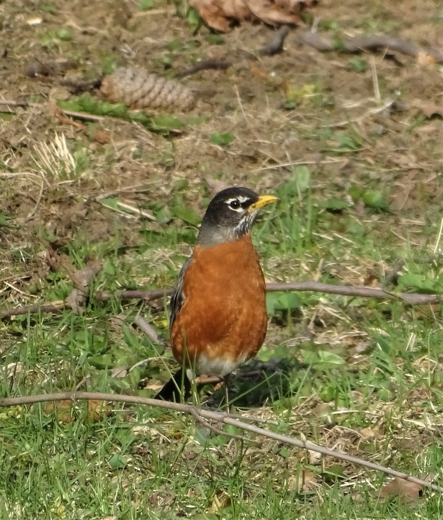American Robin from Wooster, OH 44691, USA on April 05, 2021 at 08:50 ...