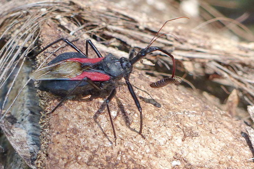 Genus Arcesius · iNaturalist