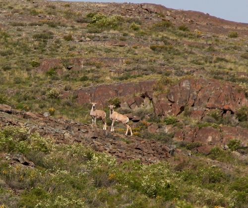 Kazakhstan Argali (Subspecies Ovis ammon collium) · iNaturalist