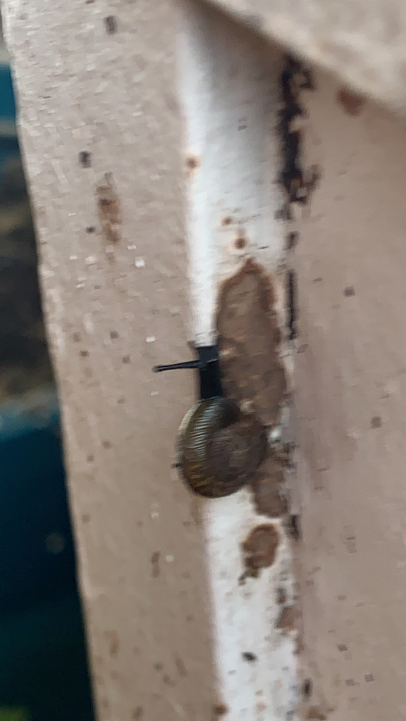 Helicoid and Sagdoid Land Snails from Clarksville on April 06, 2021 at ...