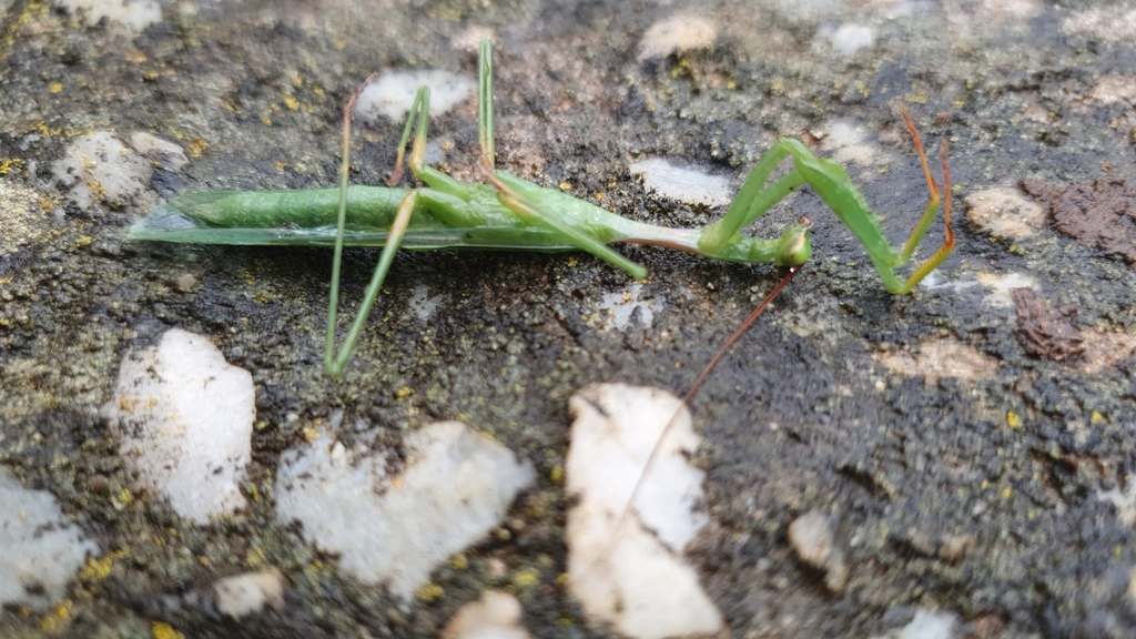 South African Mantis from George Municipality, South Africa on April 5 ...