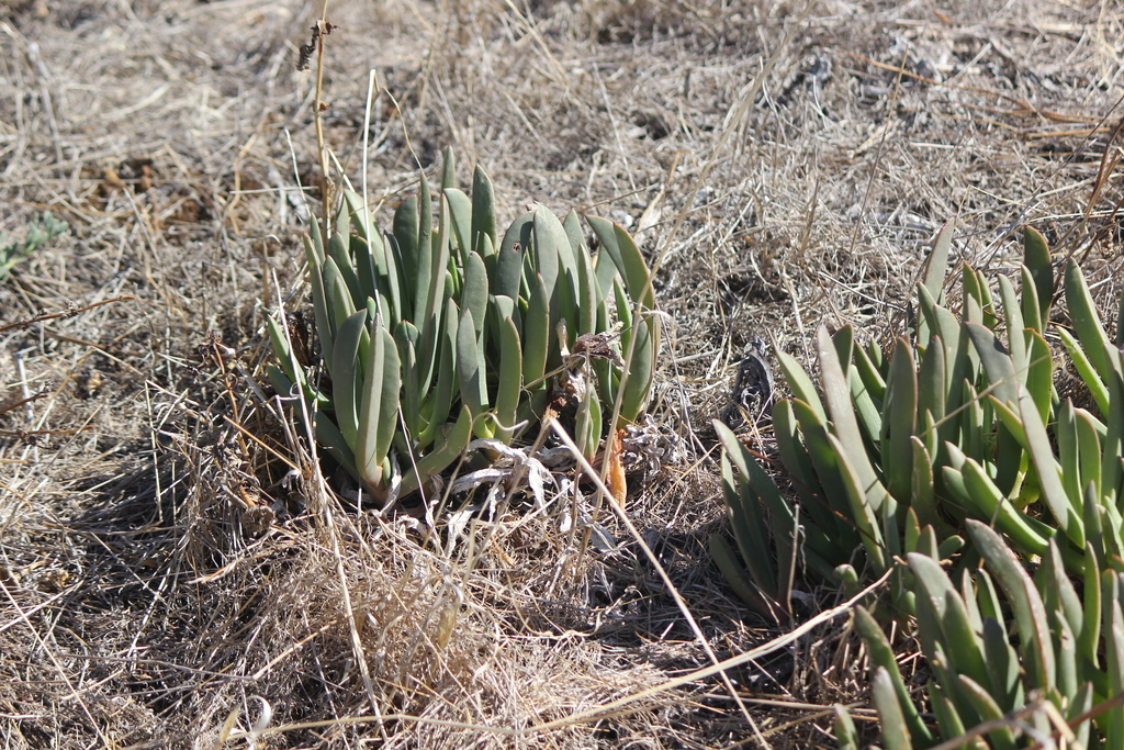 sea figs from Port Adel. Enfield - Coast, South Australia, Australia on ...