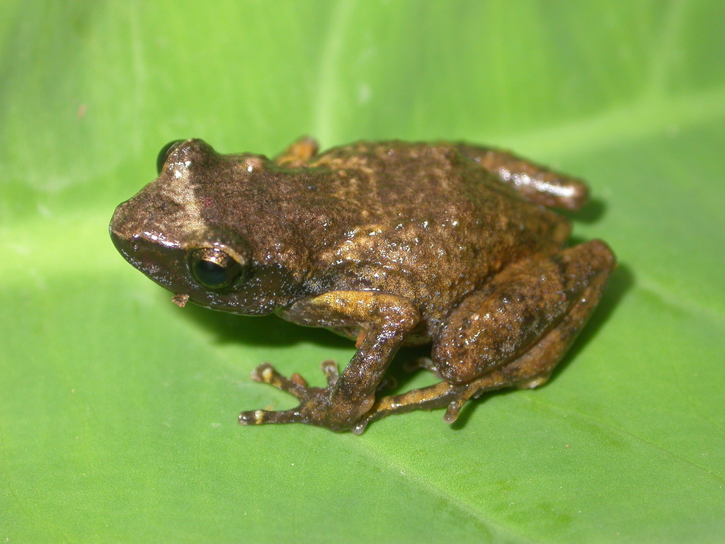 Sierra Manantlán Trilling Frog in June 2004 by Chris Grünwald Herp.mx ...