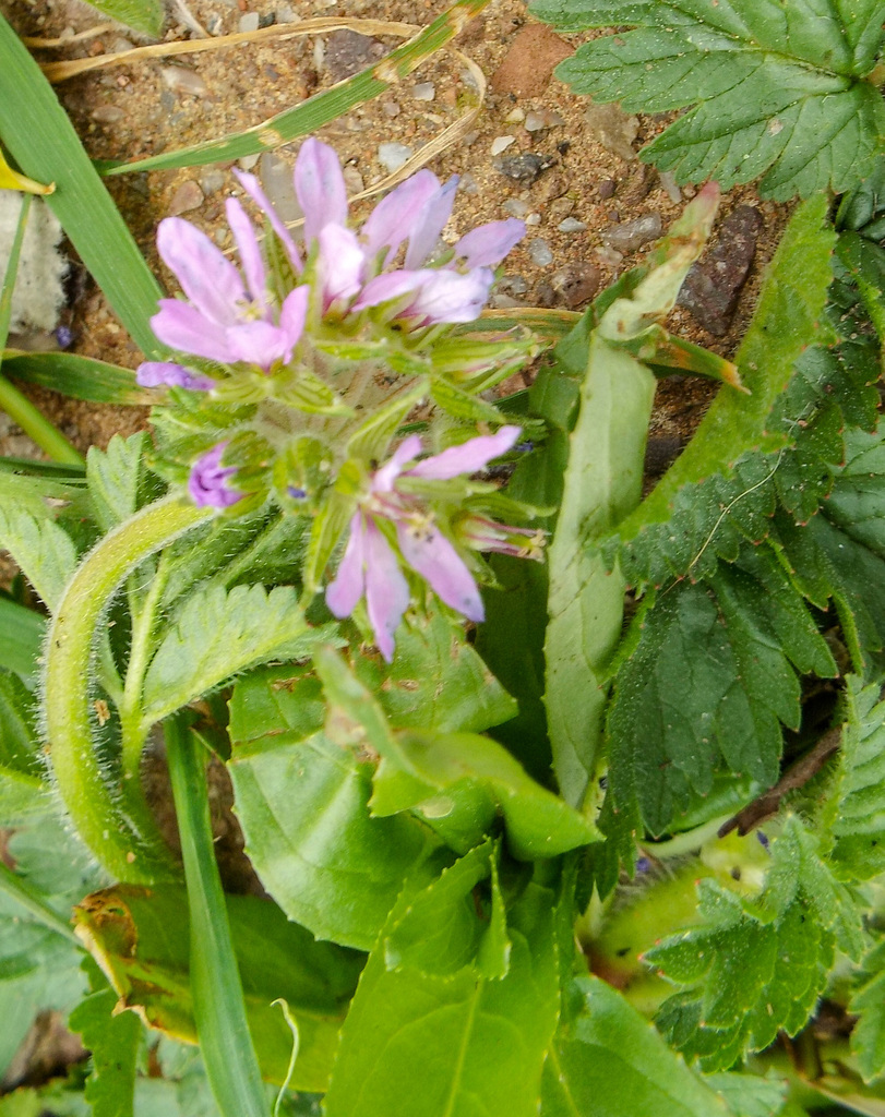 musk stork's-bill from Birmingham, UK on April 06, 2021 at 02:15 PM by ...