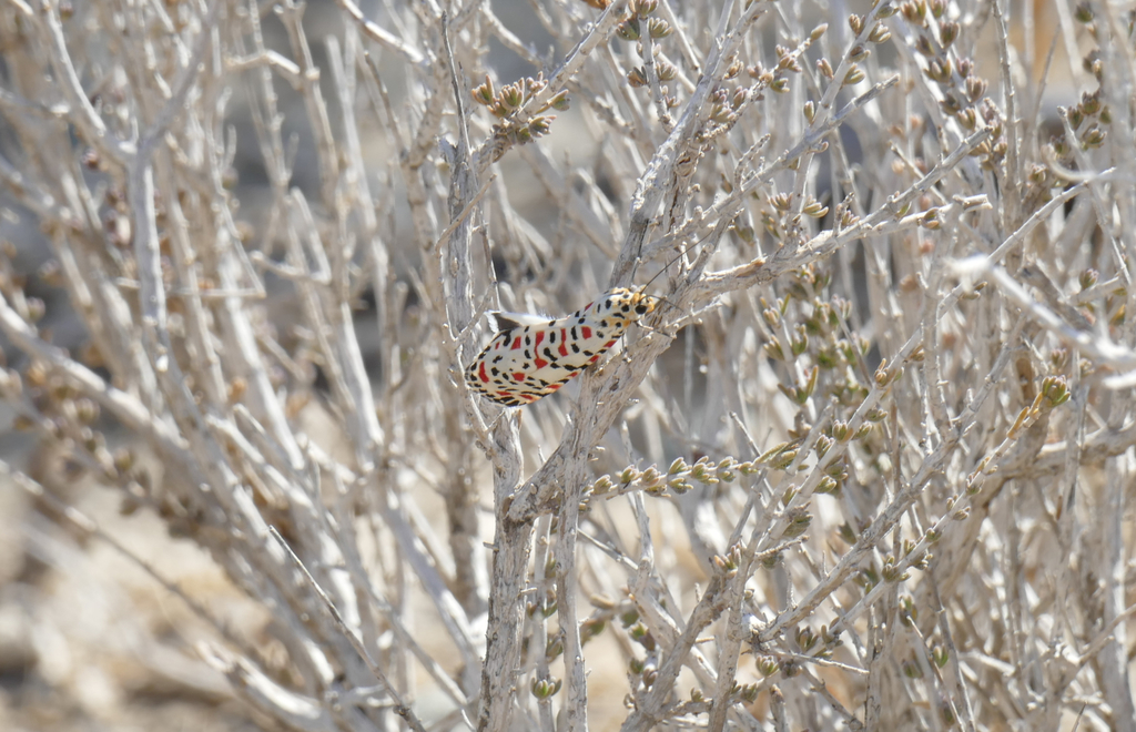 Crimson-speckled Flunkey from akamas, Cyprus on October 14, 2017 by ...