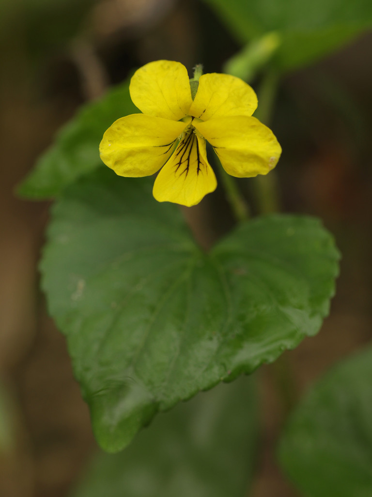 Smooth Yellow Violet from Durham Township, North Carolina, United ...