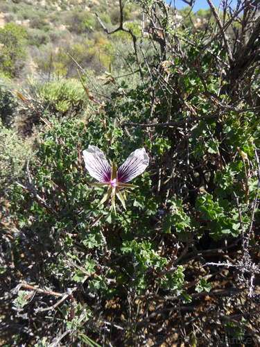 Photo 119324503, (c) Andrew Hankey, some rights reserved (CC BY-SA ...