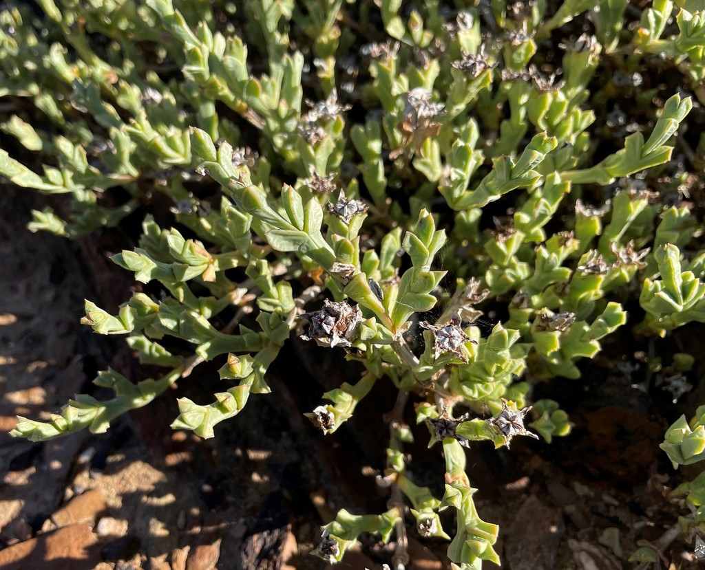 Ruschia approximata from Cape Winelands, South Africa on April 4, 2021 ...