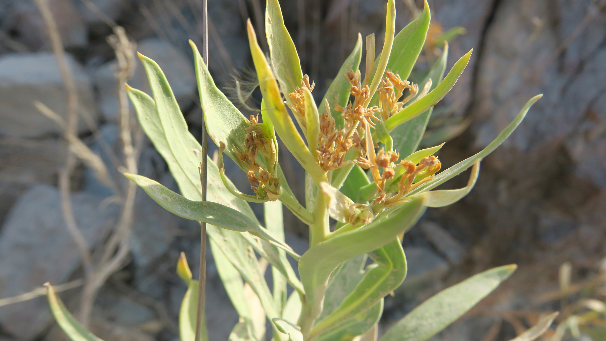 Rhazya stricta Decne.