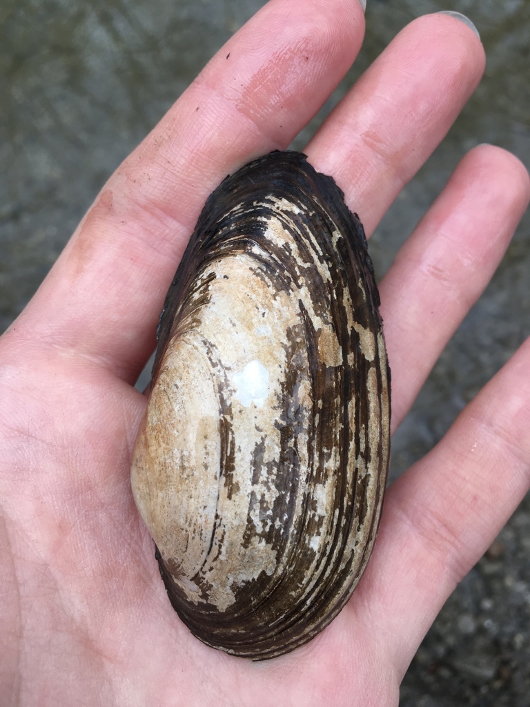 Cylindrical Papershell from South Of Maple, Concord, ON, CA on April 05 ...
