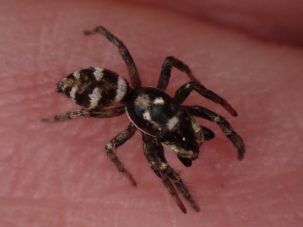Zebra Spiders from Liezen, Österreich on March 27, 2021 at 02:35 PM by ...