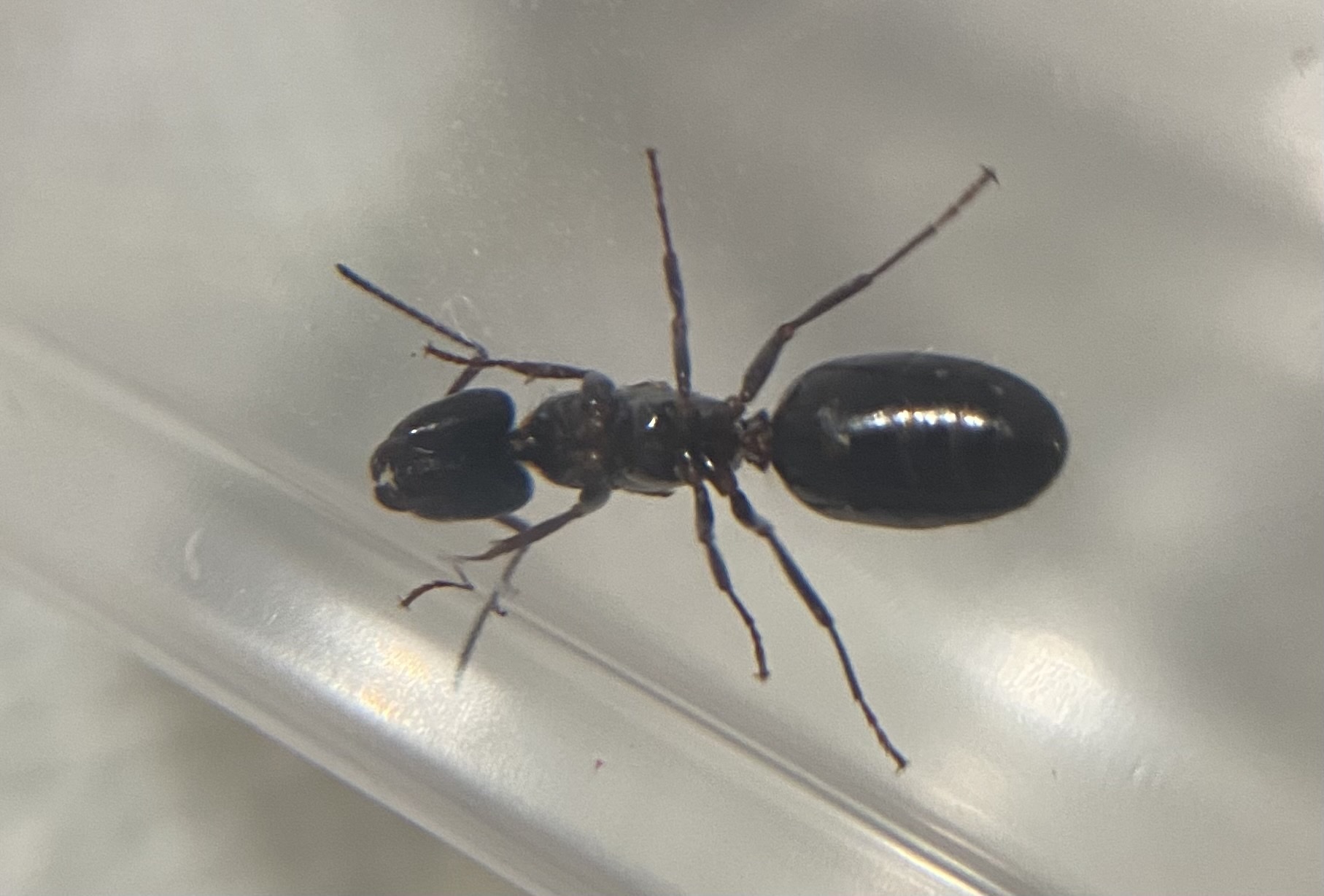 Camponotus hyatti Emery, 1893