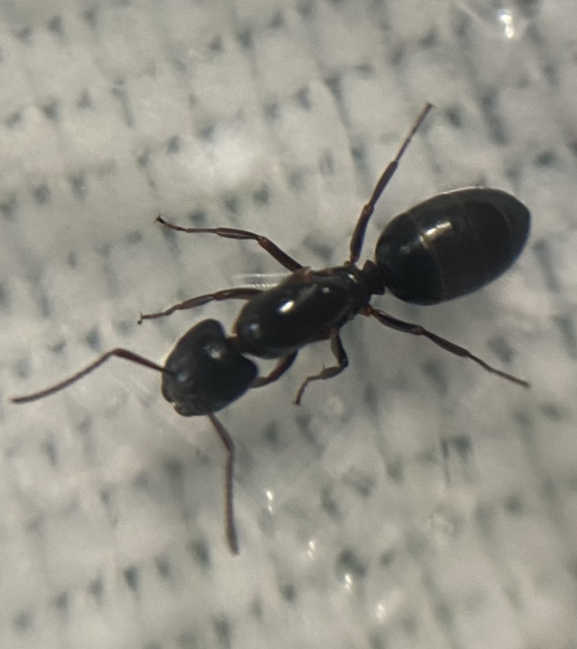 Camponotus hyatti Emery, 1893