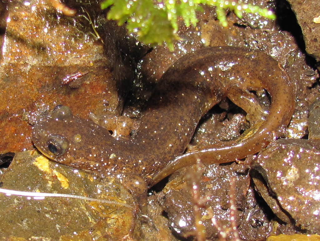 Cascade Torrent Salamander in November 2011 by Jonathan Hakim · iNaturalist