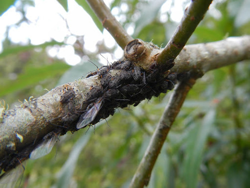 Giant willow aphid (Insects validated new to N.Z. by MPI) · iNaturalist