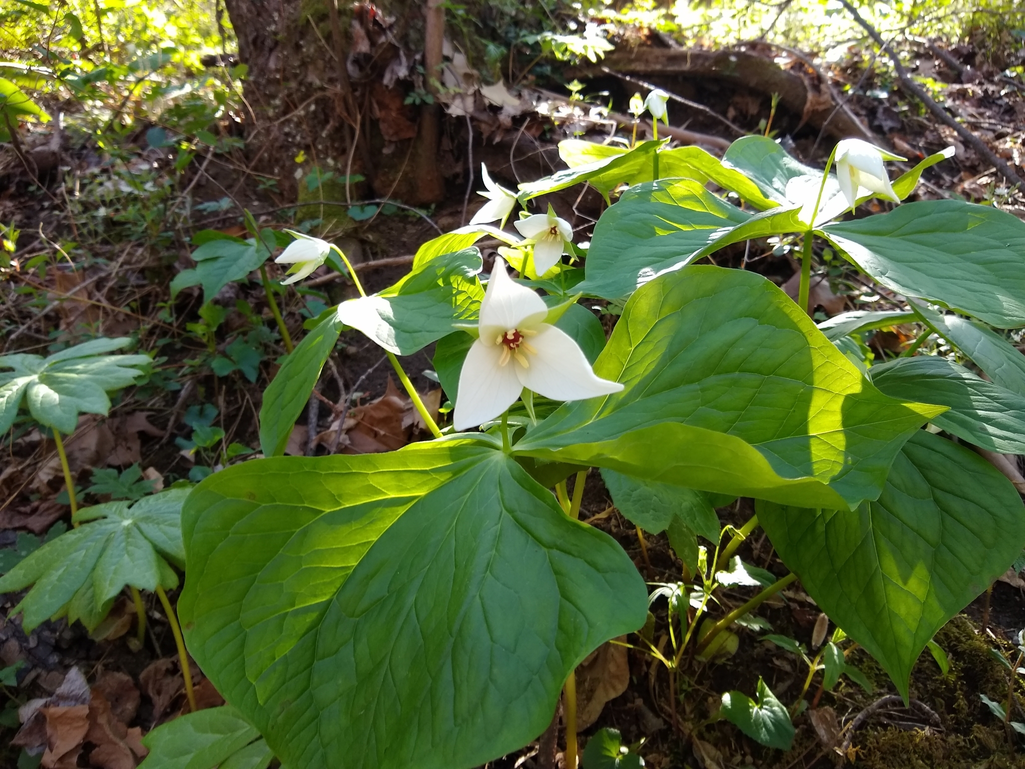 Trillium simile Gleason