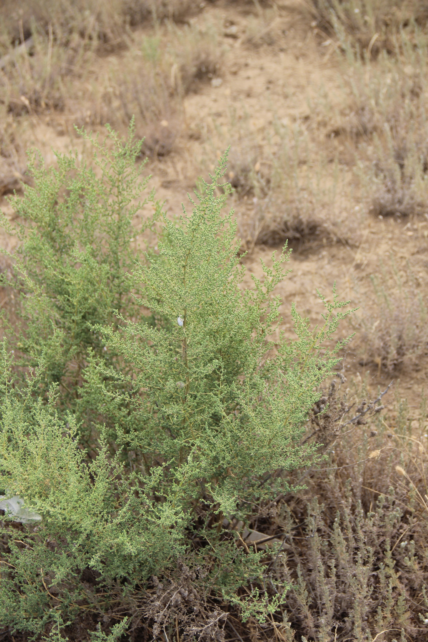 Suaeda microphylla (C.A.Mey.) Pall.