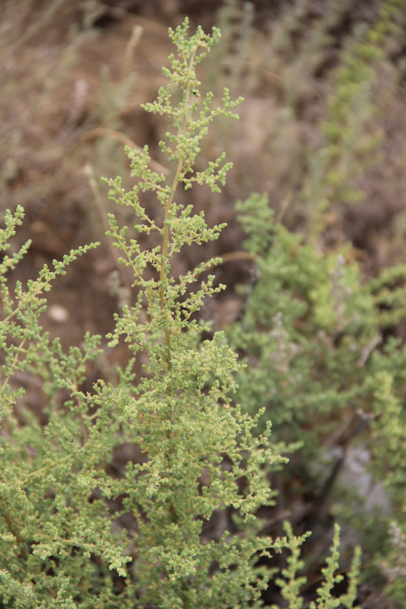 Suaeda microphylla (C.A.Mey.) Pall.