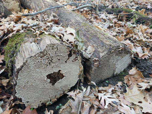 Photo 11935923, (c) Sarah DeLong-Duhon, some rights reserved (CC BY ...