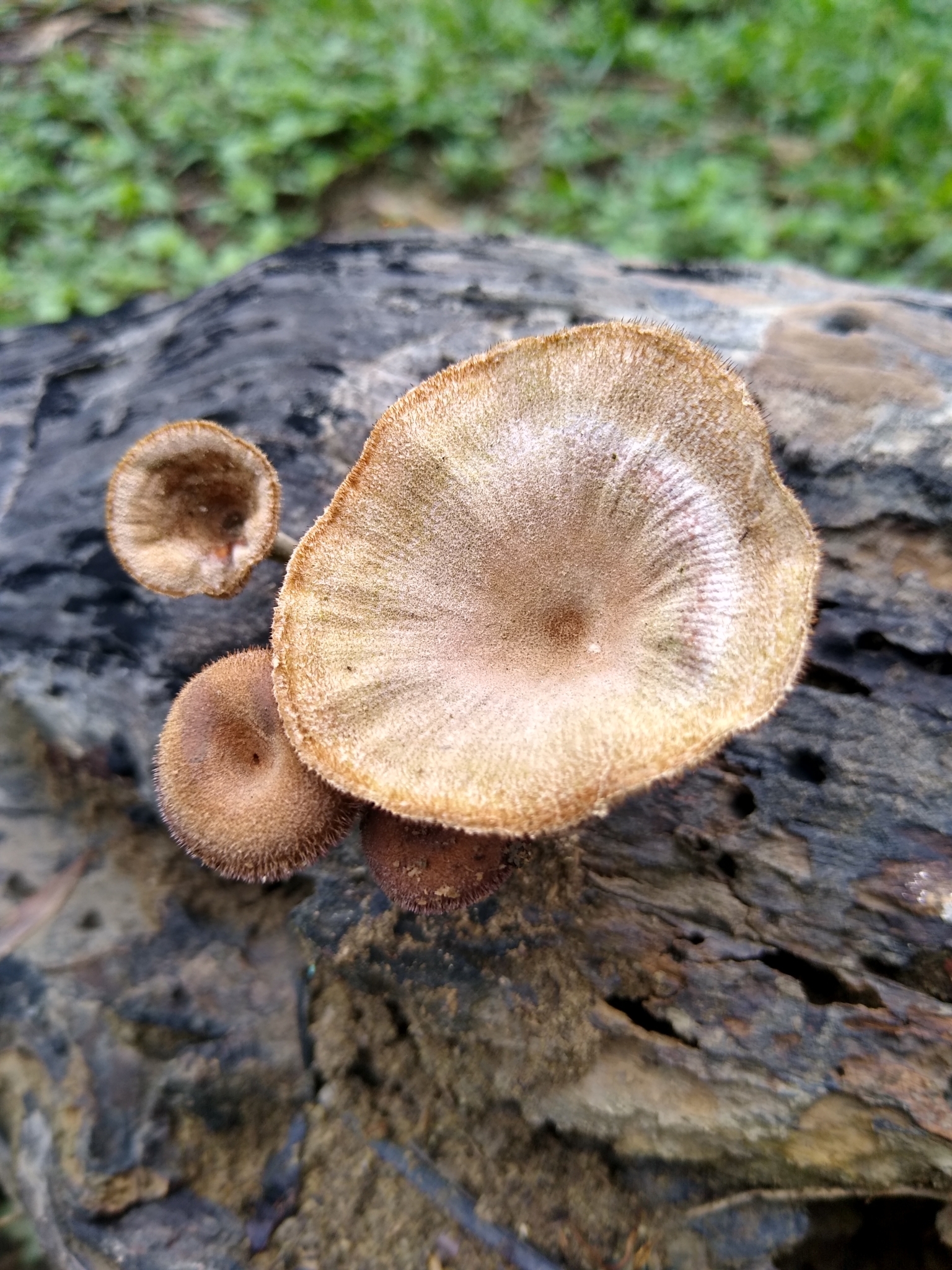 Panus strigellus (Berk.) Overh.