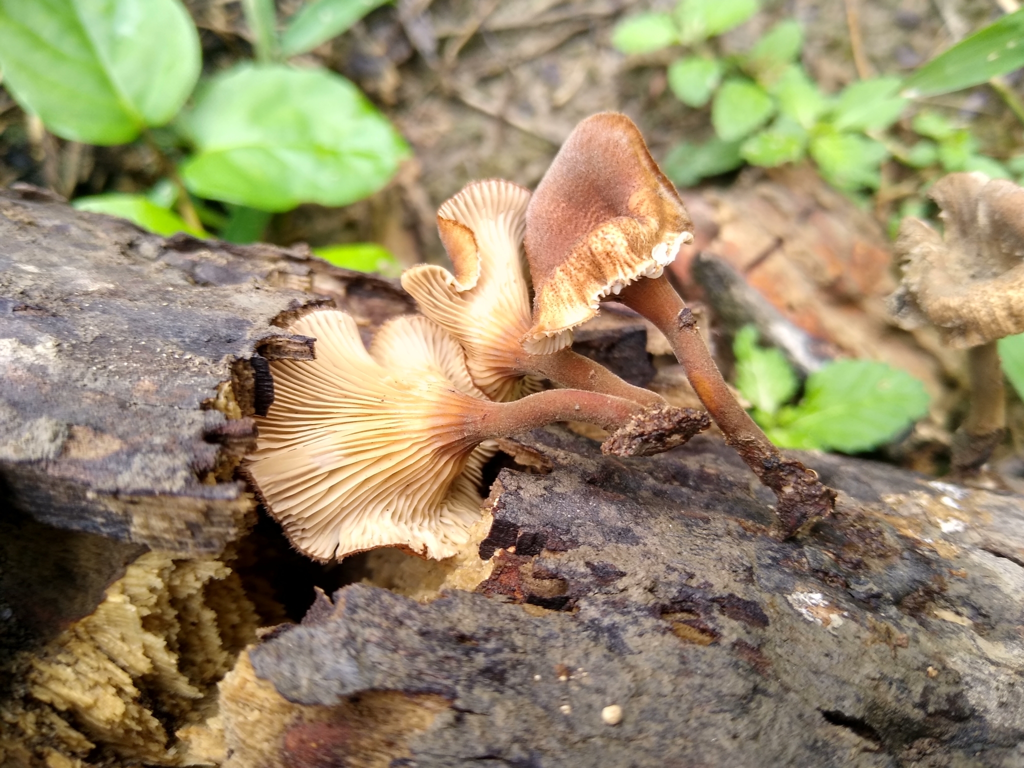 Panus strigellus (Berk.) Overh.
