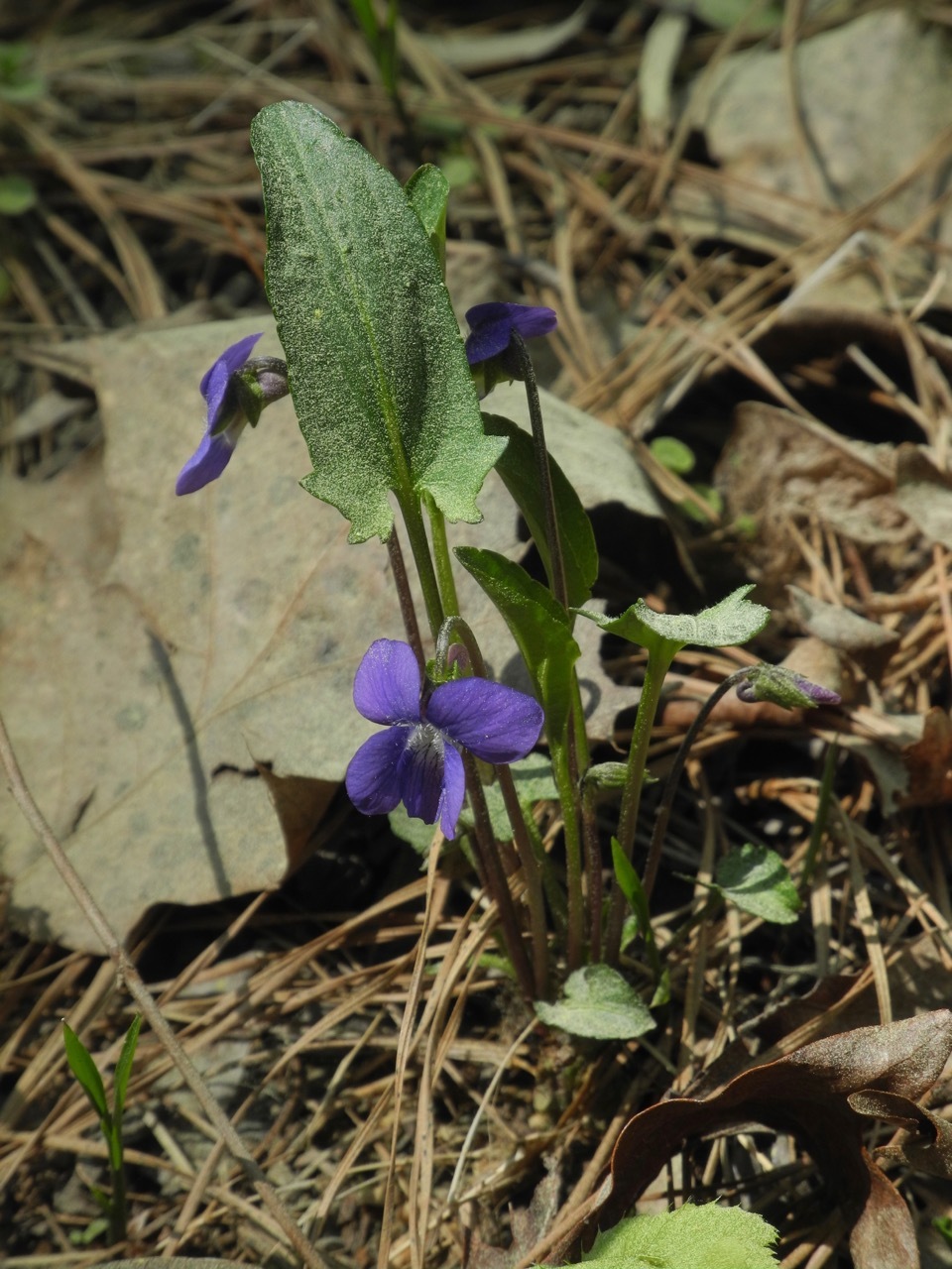 Viola Sagittata
