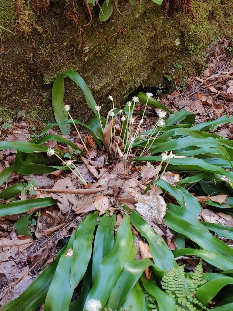 Fraser's Sedge in April 2021 by wintergary56 · iNaturalist