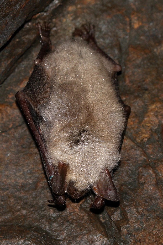 Mouse-eared Bat (Myotis myotis) - Know Your Mammals
