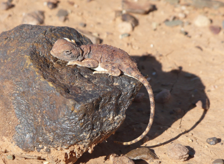 Gibber Earless Dragon from Strzelecki Track, Lyndhurst, SA, AU on ...