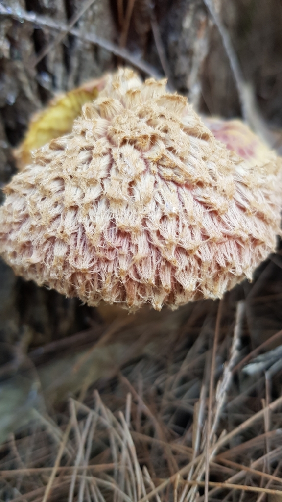 Boletellus ananiceps from South Turramurra NSW 2074, Australia on April ...