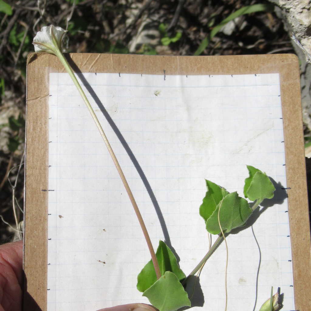 angel trumpets (Acleisanthes longiflora) - Botanical Realm