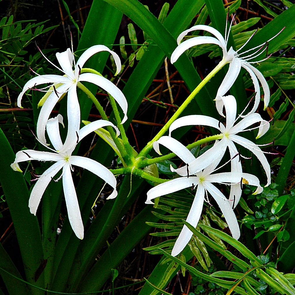 Southern Swamp Crinum (Plants (part I) of Archbold Biological Station ...