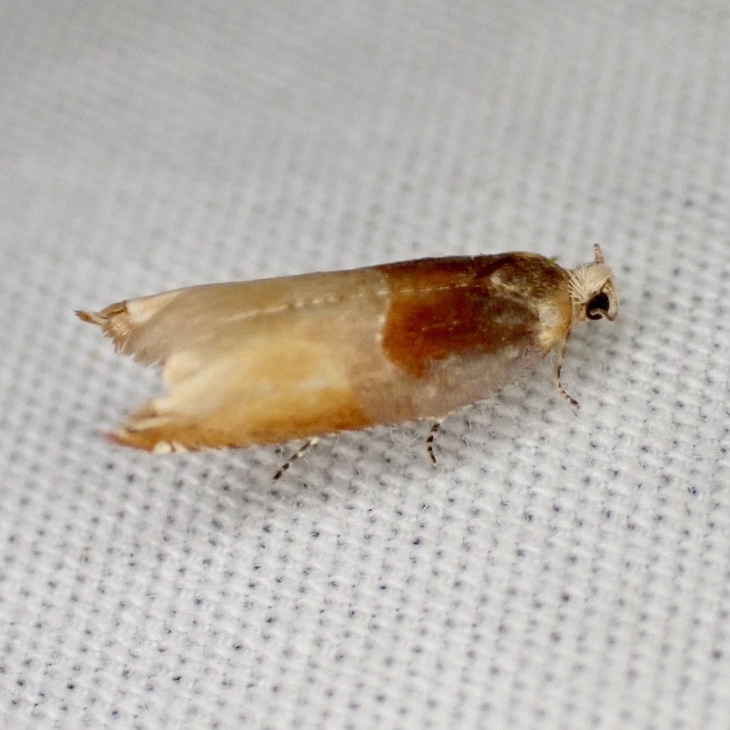 Two-toned Ancylis Moth from Midway, AL, US on April 05, 2021 at 08:00 ...
