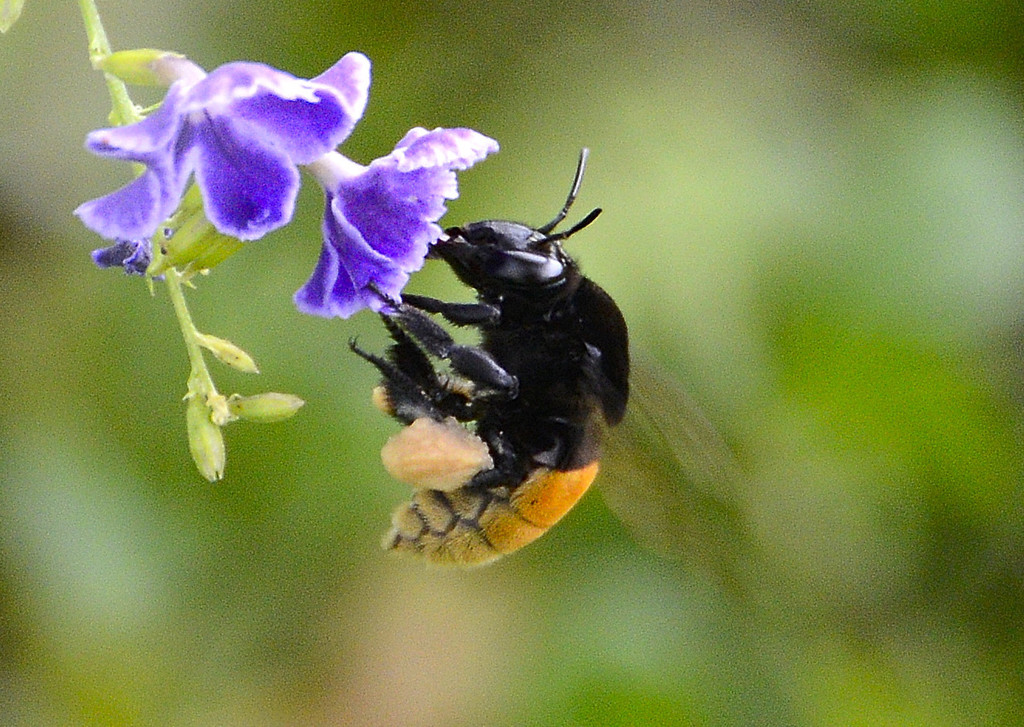 Eulaema polychroma from Anapoima, Cundinamarca, Colombia on March 27 ...