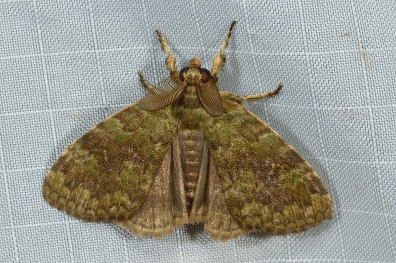 Ilema from Stephens Place, Frasers Hill (2) on June 09, 2016 at 11:43 ...