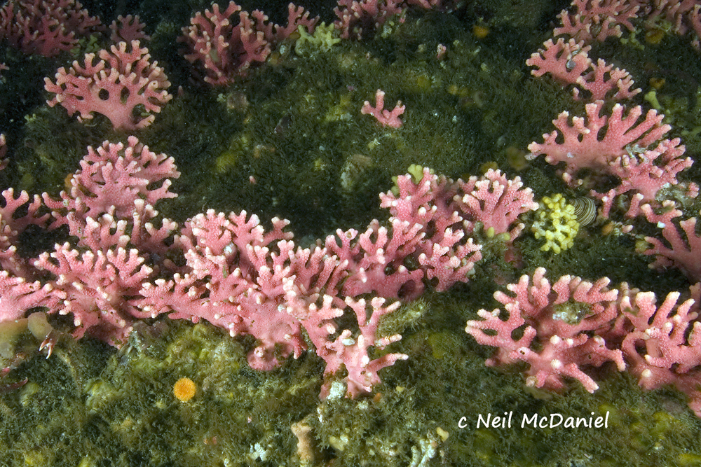 Stylaster venustus (Verrill, 1868)