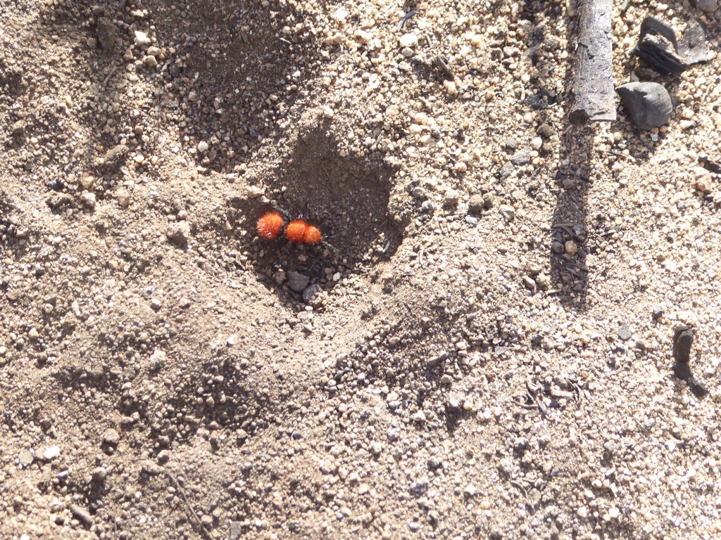 Pacific Velvet Ant from San Diego County, CA, USA on April 6, 2021 at ...