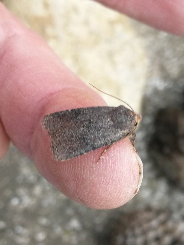 Conistra staudingeri from Navarra, España on April 03, 2021 at 10:03 AM ...