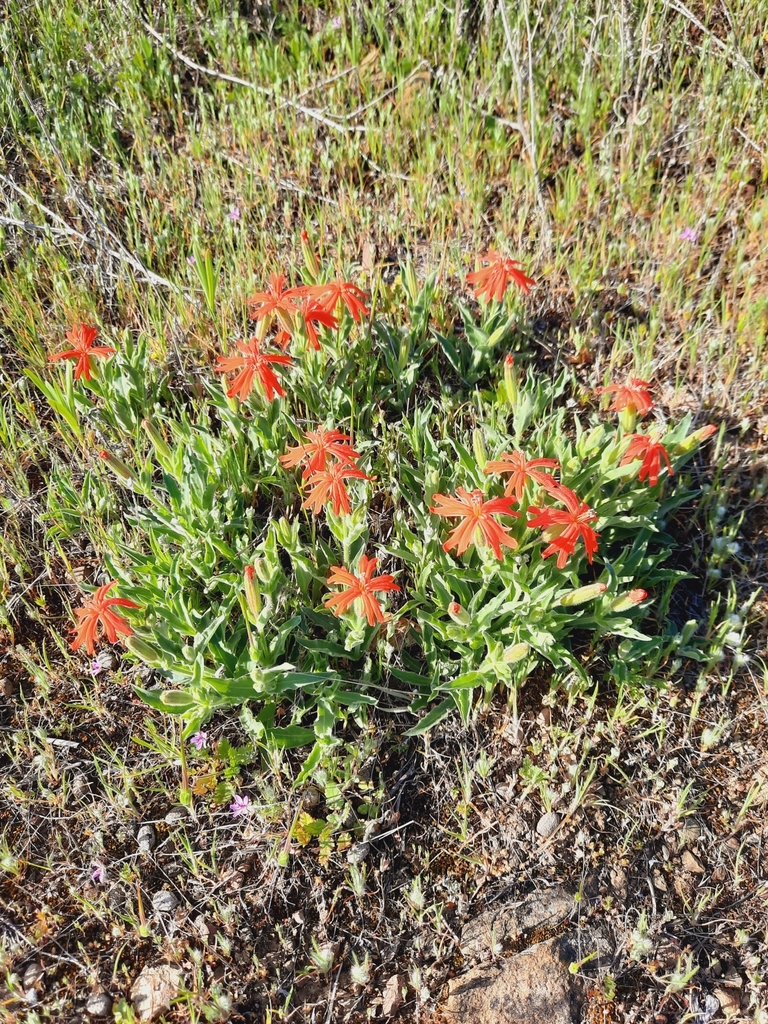 cardinal catchfly from Lake County, US-CA, US on April 04, 2021 at 08: ...