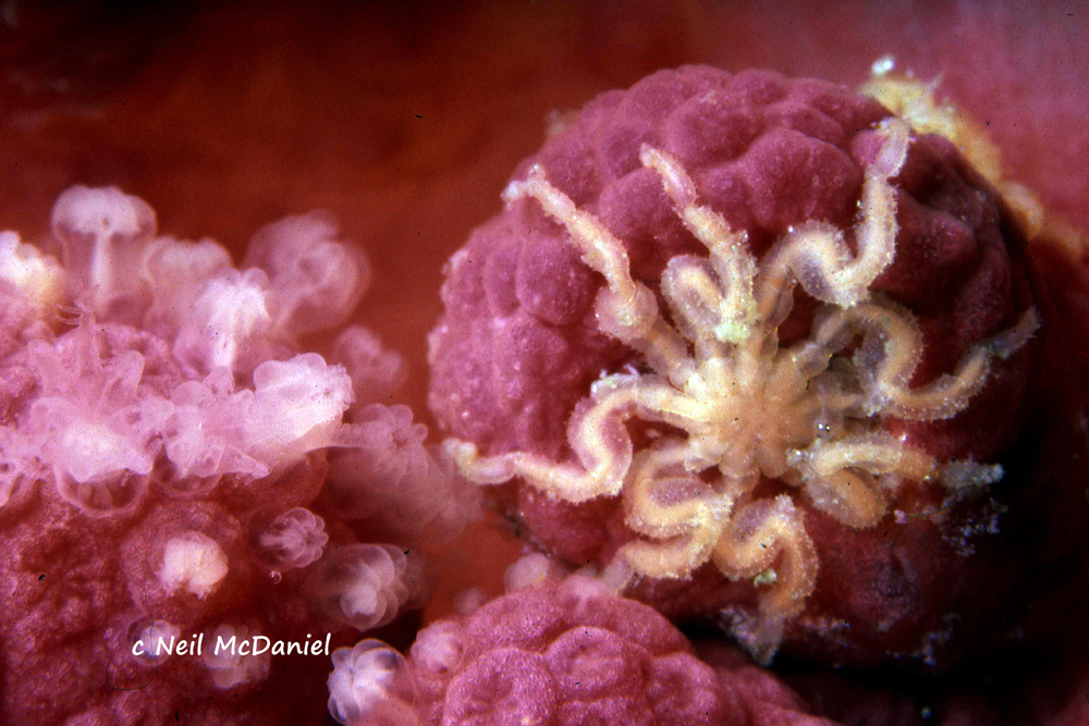 Tanystylum grossifemorum from Pearse Islands, BC, Canada on September 8 ...