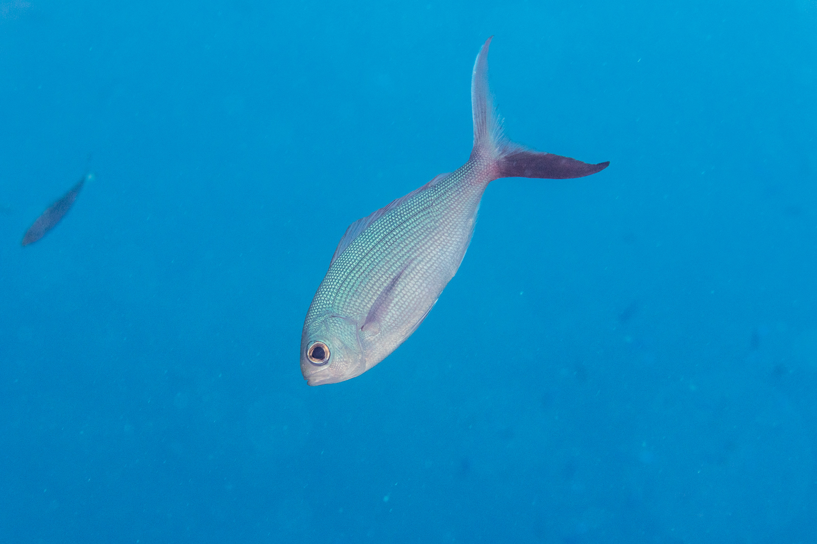 Paracaesio sordida Abe & Shinohara, 1962