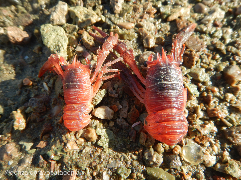 Langostino de los canales (Biodiversidad Marina Intermareal PIMCPA ...