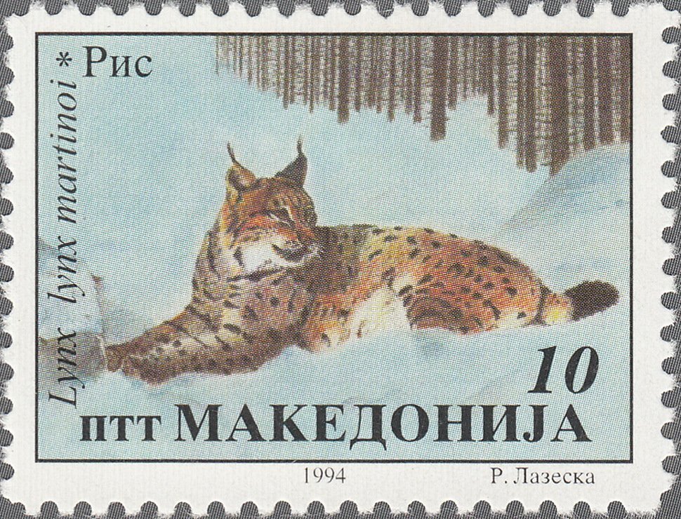 Balkan Lynx (Lynx lynx balcanicus) - Know Your Mammals