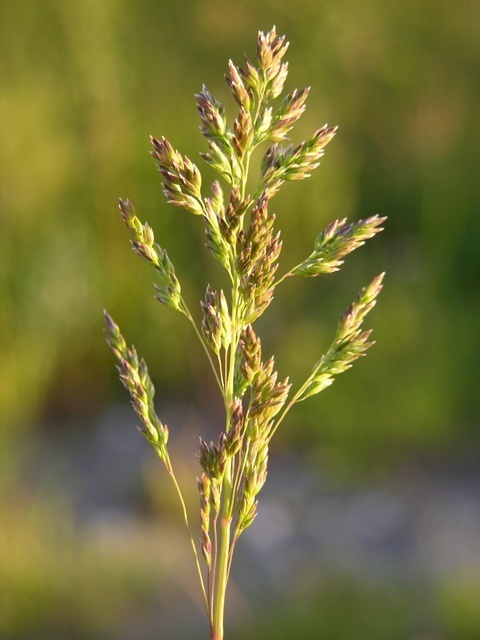 Kentucky bluegrass (Plants of Lathrop State Park) · iNaturalist