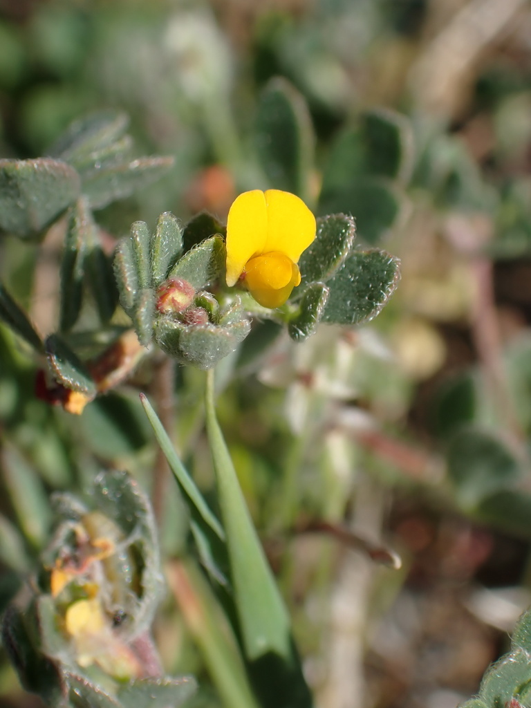 Chile trefoil from Los Padres National Forest, Santa Barbara, CA, US on ...