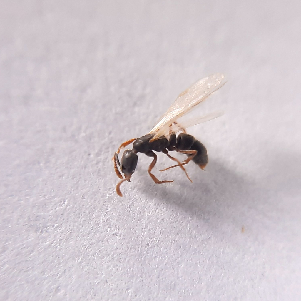 Crypt Ants from Jardim Autonomista, Campo Grande - MS, Brazil on April ...