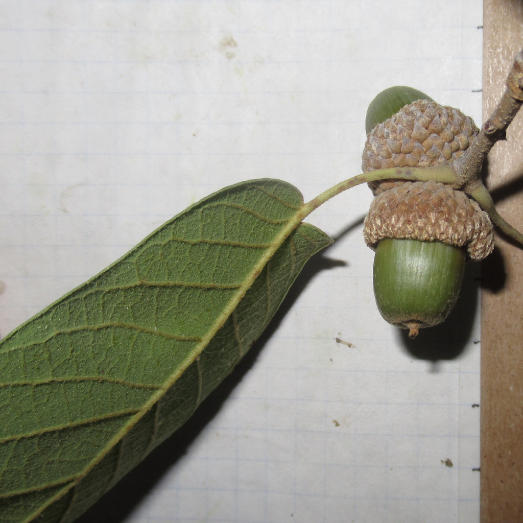 Mexican White Oak (Quercus polymorpha) - Botanical Realm