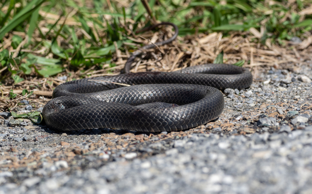 Northern Black Racer from Kent County, DE, USA on March 27, 2021 at 11: ...