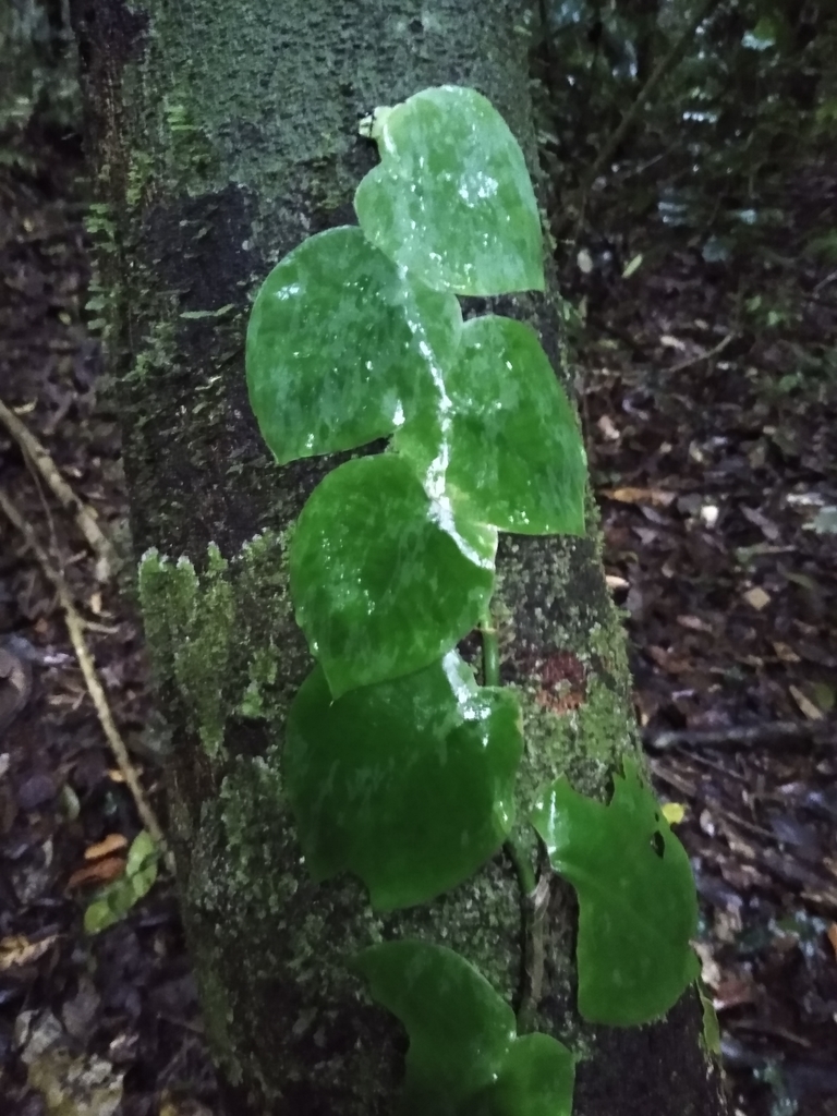 Monstera tuberculata from Frontera Corozal, Chis., México on April 2 ...